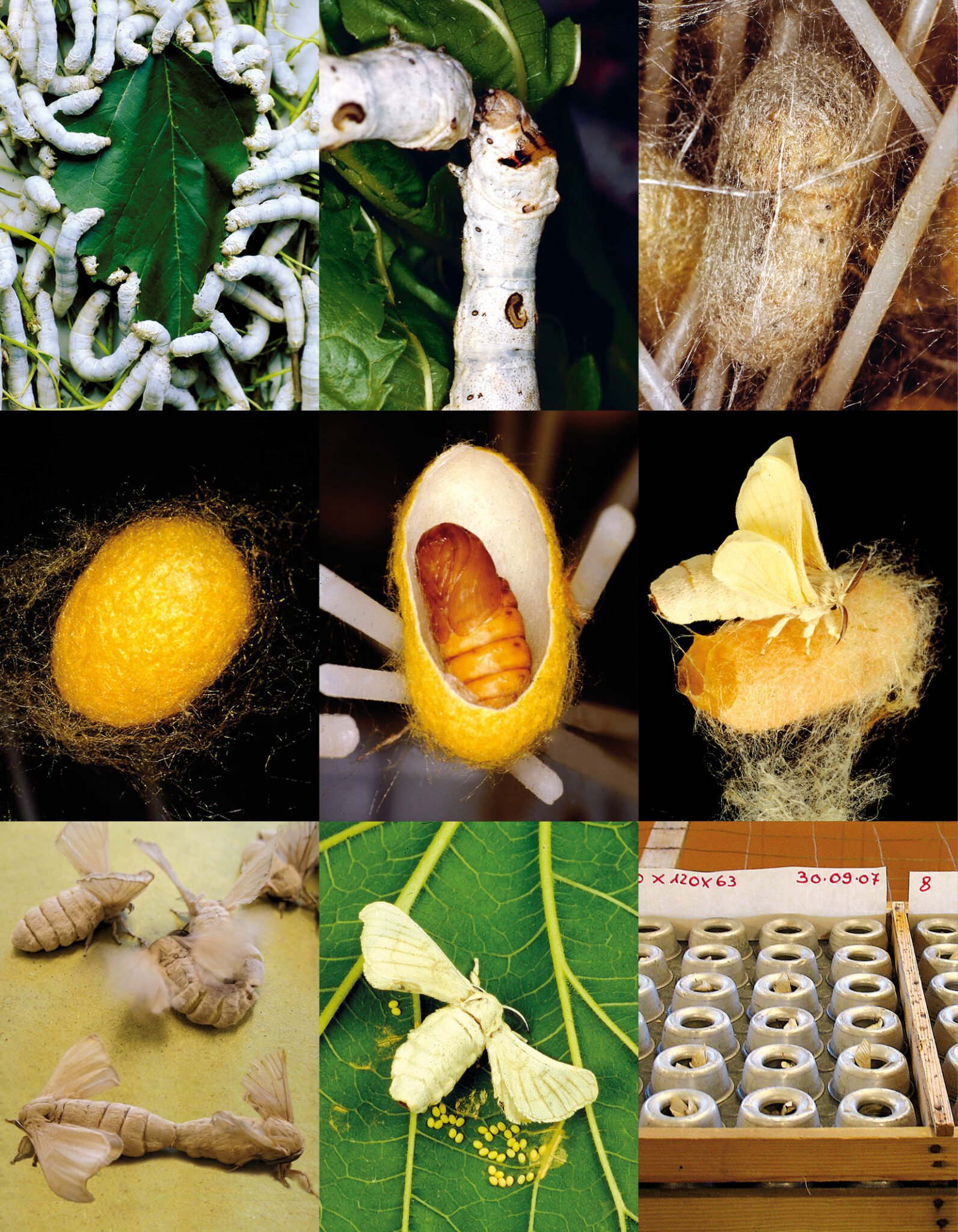 Il baco da seta. Storia, cultura, tradizioni e scienza | calmadimare